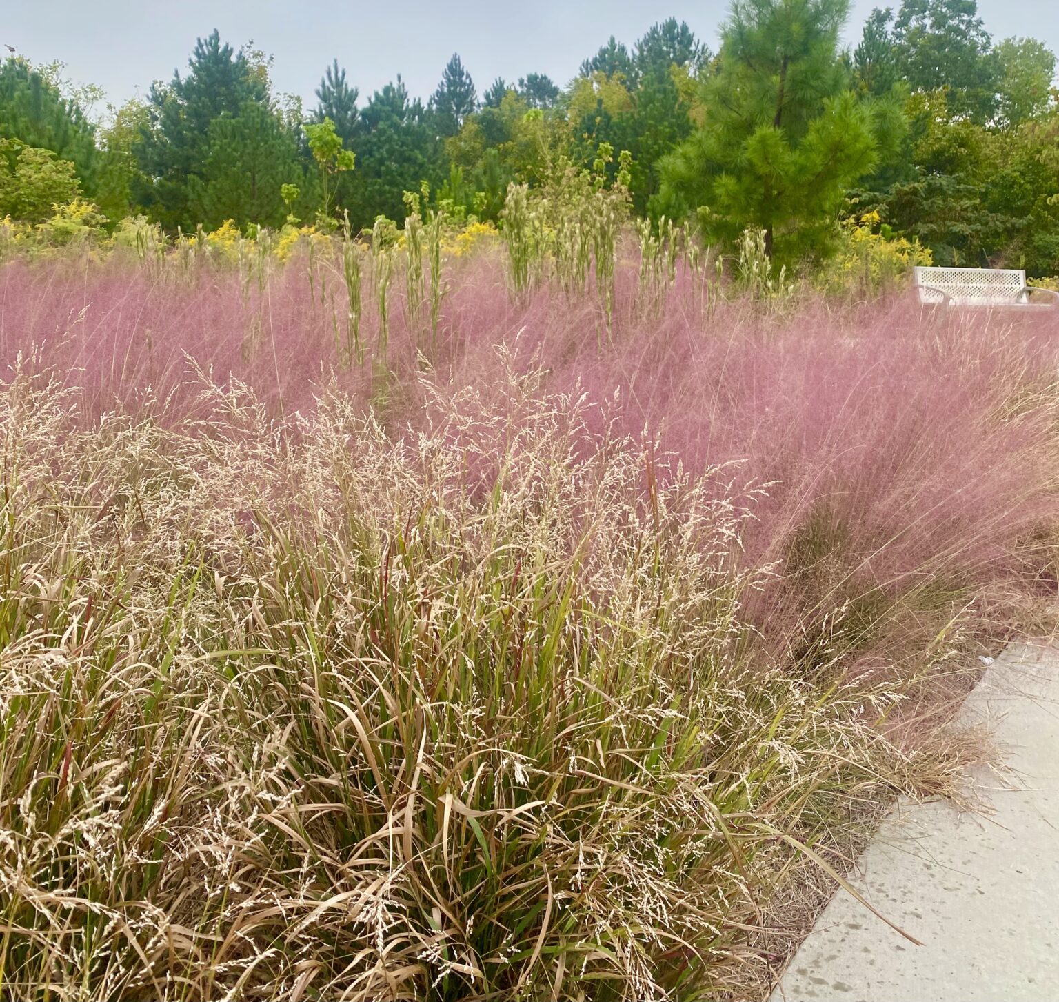 The Ultimate Guide To Native Plant Landscaping | Barefoot Garden Design